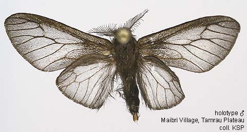 Papua Insects Foundation (Lepidoptera/Psychidae/Acanthopsyche corusca)